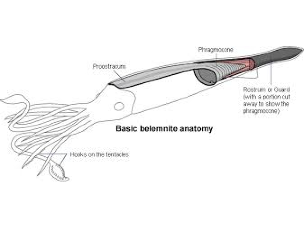 Delaware State Symbols: State Fossil Belemnite | Jewelry Box Rocks